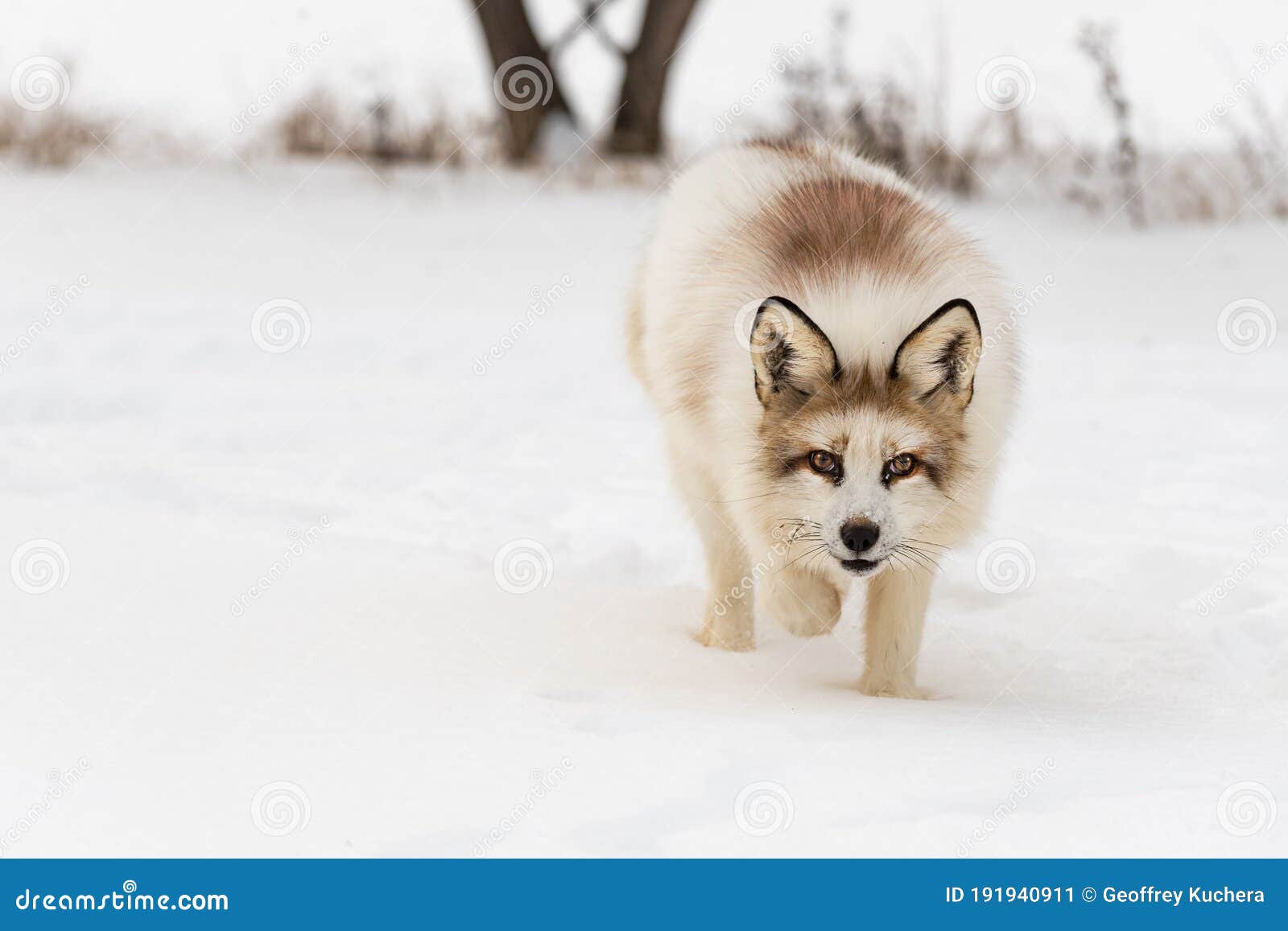 Red Marble Fox Vulpes Vulpes Prowls Forward Winter Stock Image - Image ...