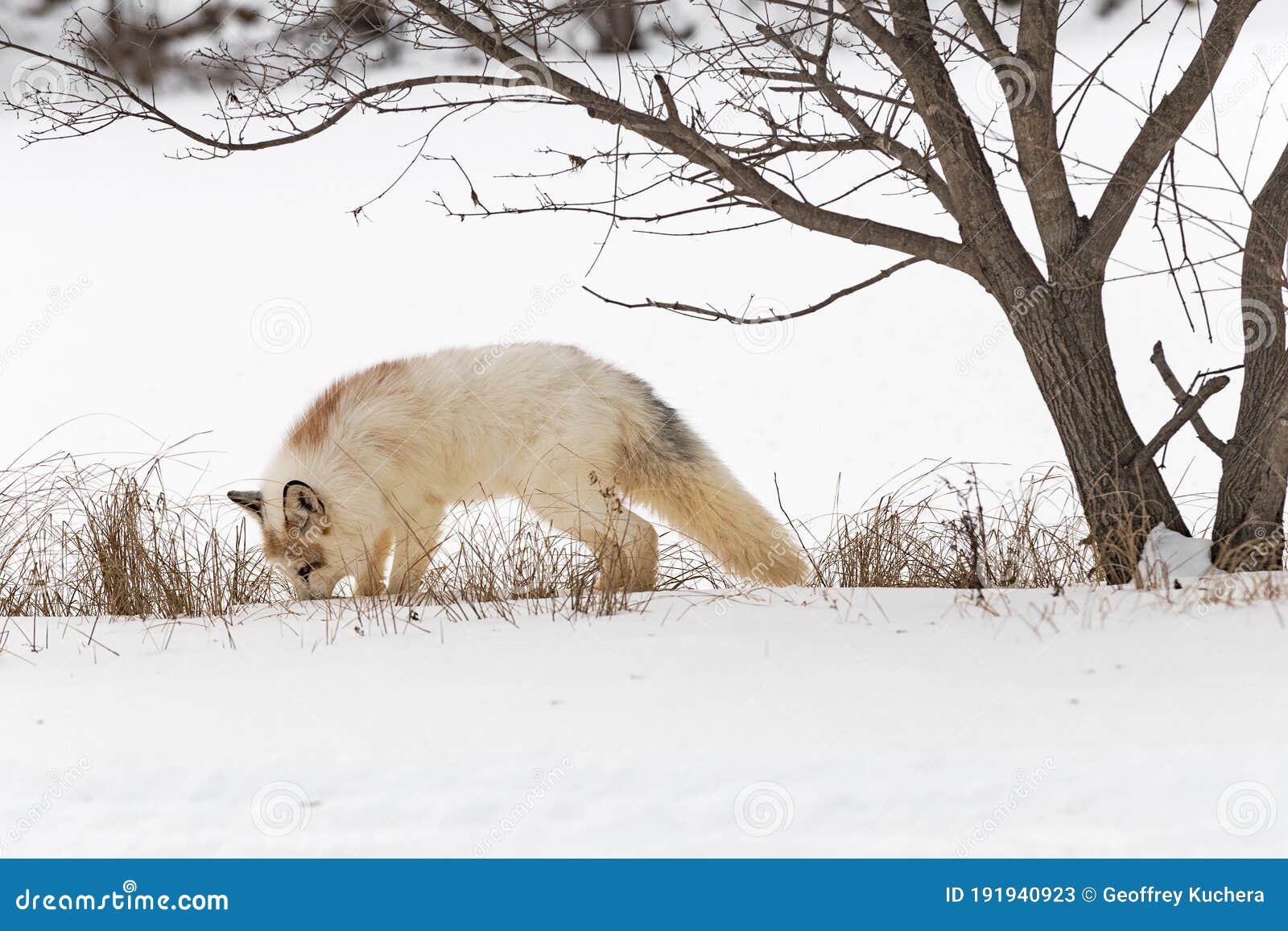 Red Marble Fox Vulpes Vulpes Sniffs Ground Under Tree Winter Stock ...