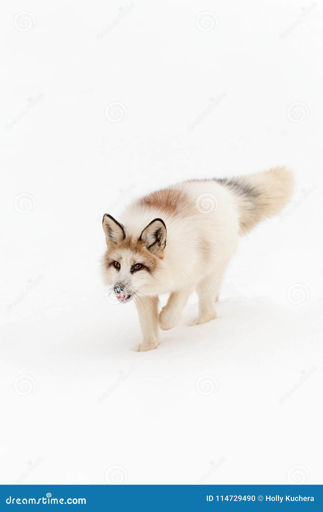 Red Marble Fox Vulpes Vulpes on Snow Stock Photo - Image of vulpes ...