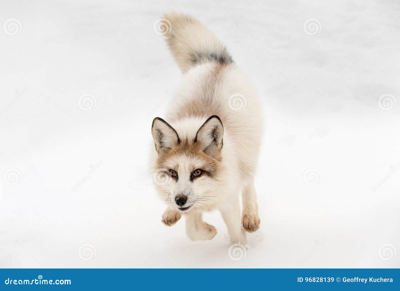 Marble Fox Animal