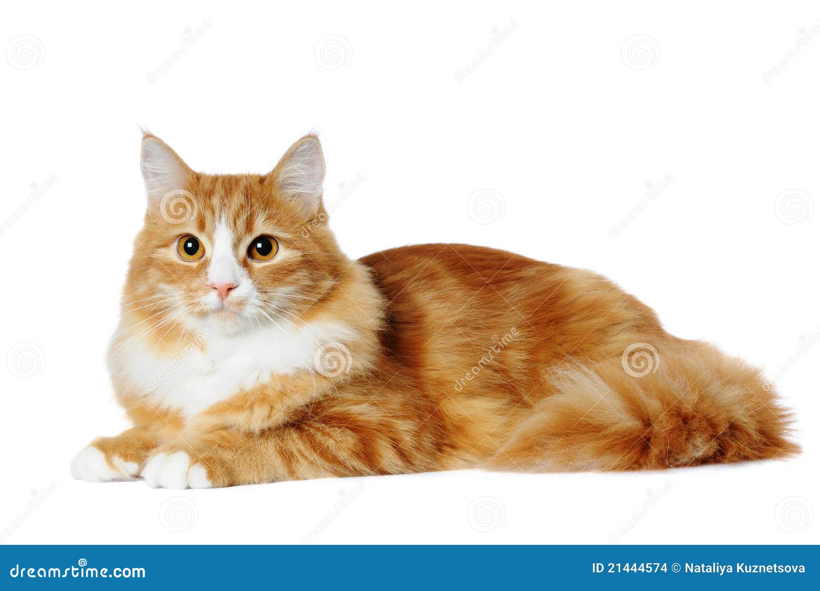 Red Marble Mixed-breed Cat Lying Isolated on White Stock Photo - Image ...