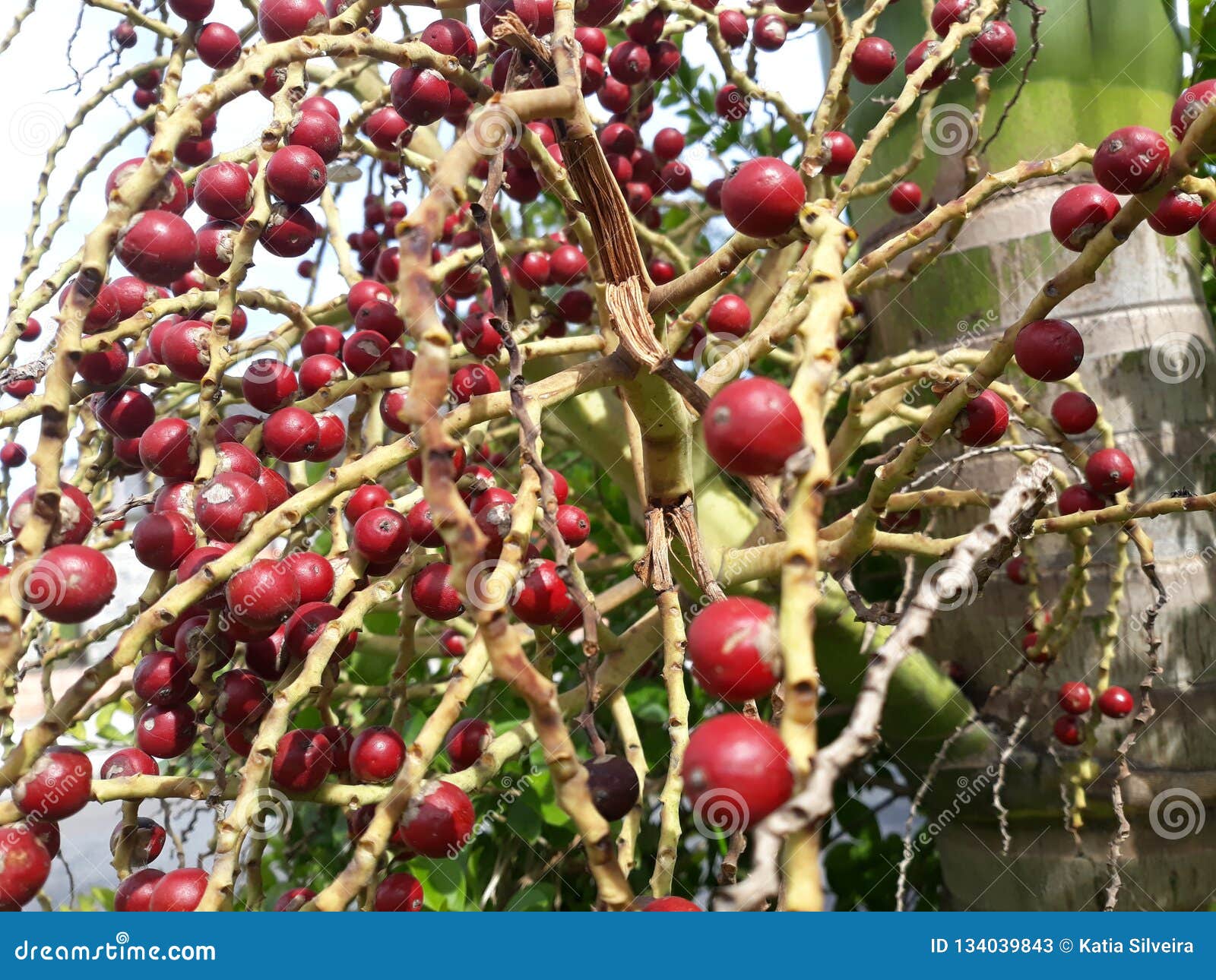 Fruit or plant? stock image. Image of fruit, marbles - 134039843