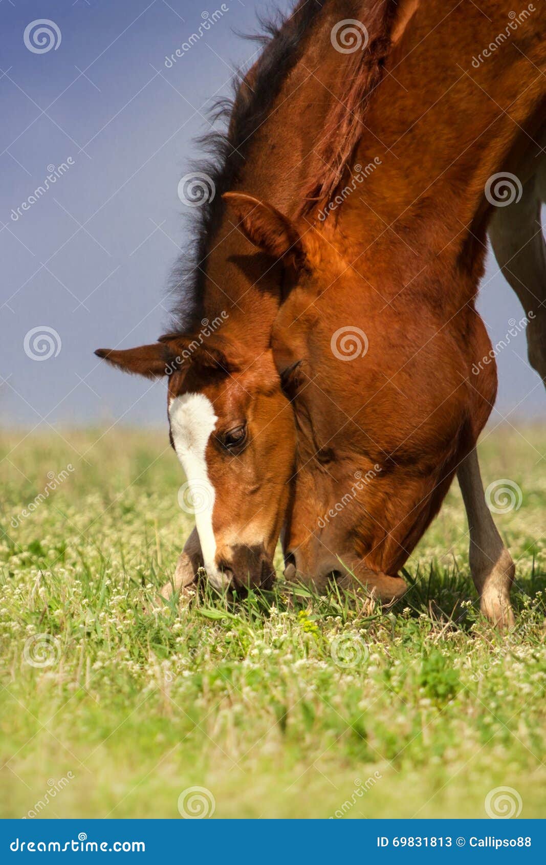 Red mare with foal stock image. Image of animals, head - 69831813