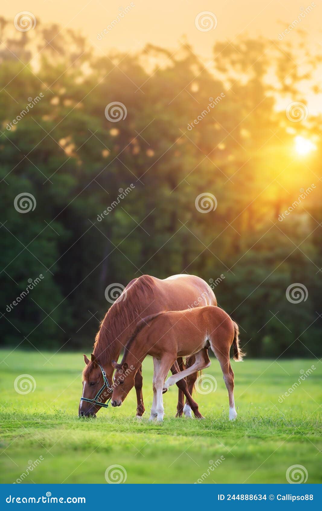 Red Mare and Foal in Morning Sunlight Stock Photo - Image of young ...
