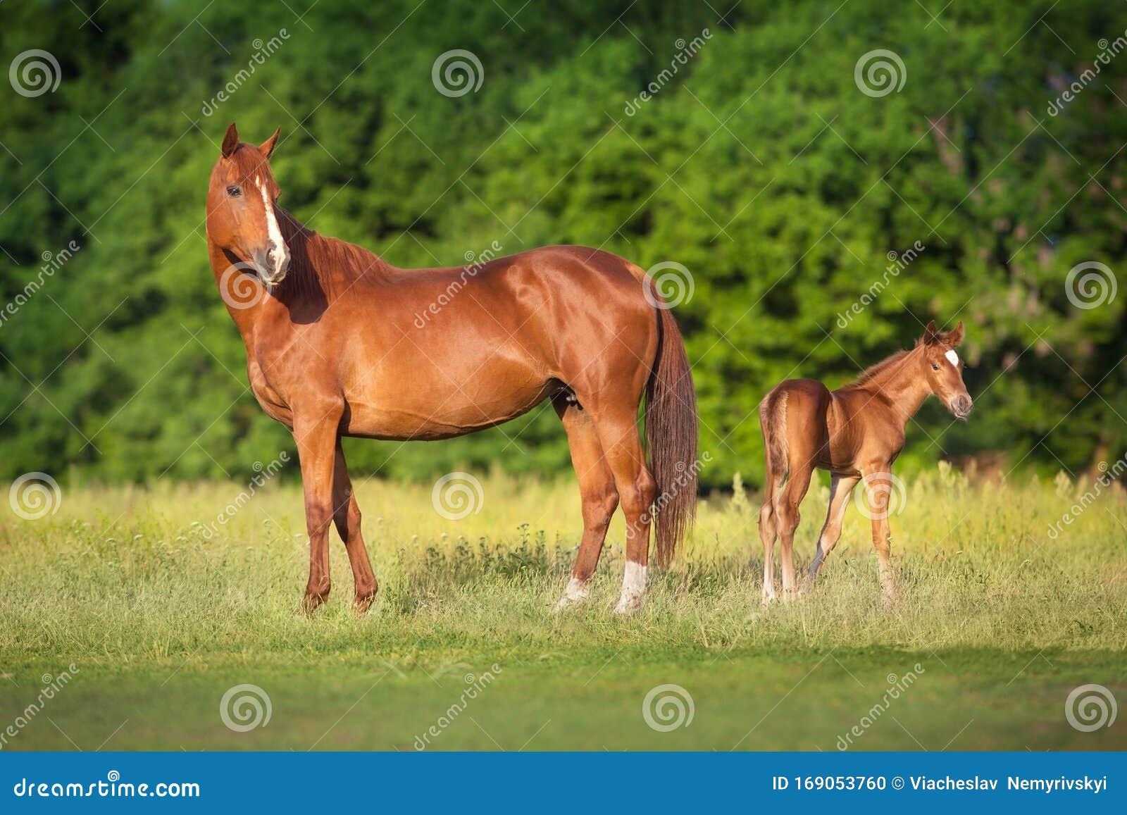 Red mare and foal stock photo. Image of cute, beautiful - 169053760