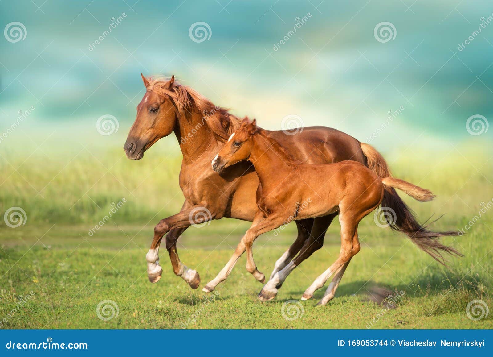 Red mare and foal run stock photo. Image of care, grass - 169053744