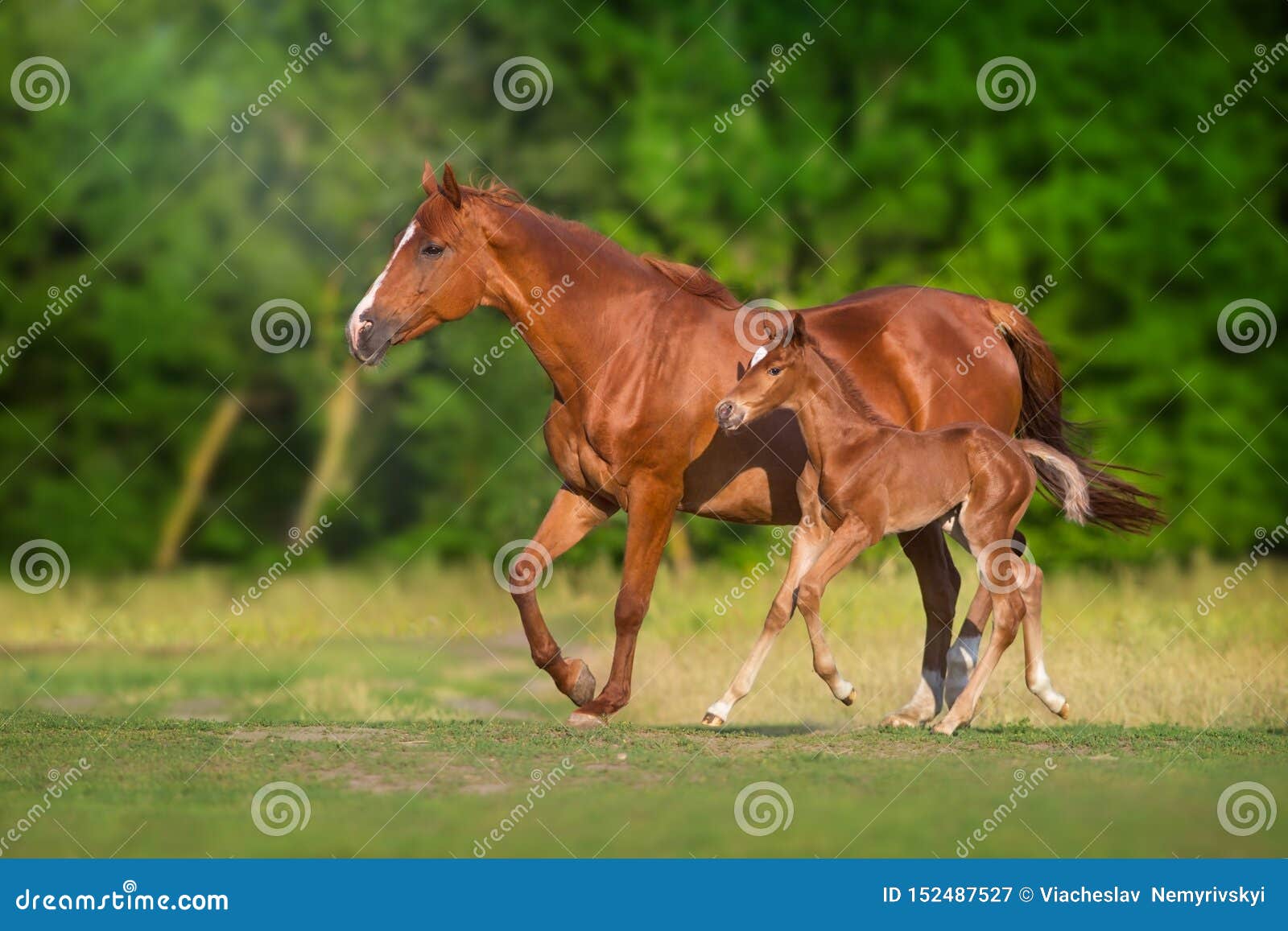 Mare and foal run stock image. Image of mare, domestic - 152487527