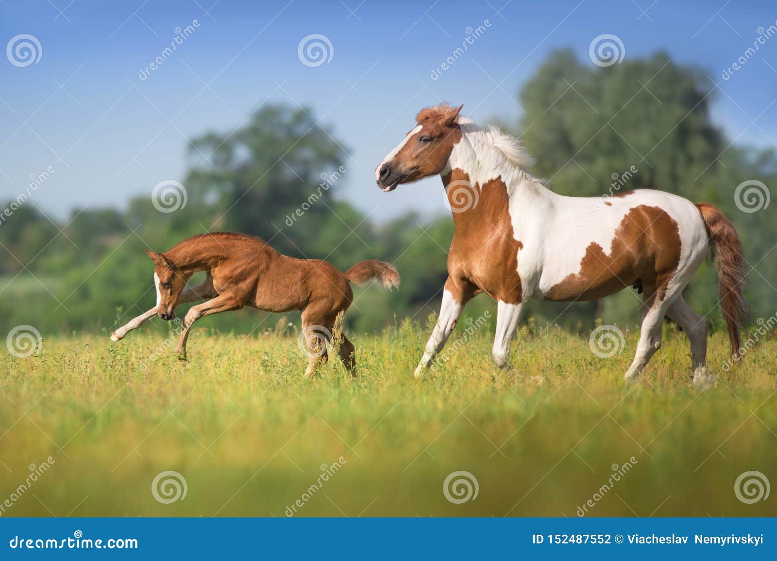 Mare and foal run stock photo. Image of foals, mother - 152487552
