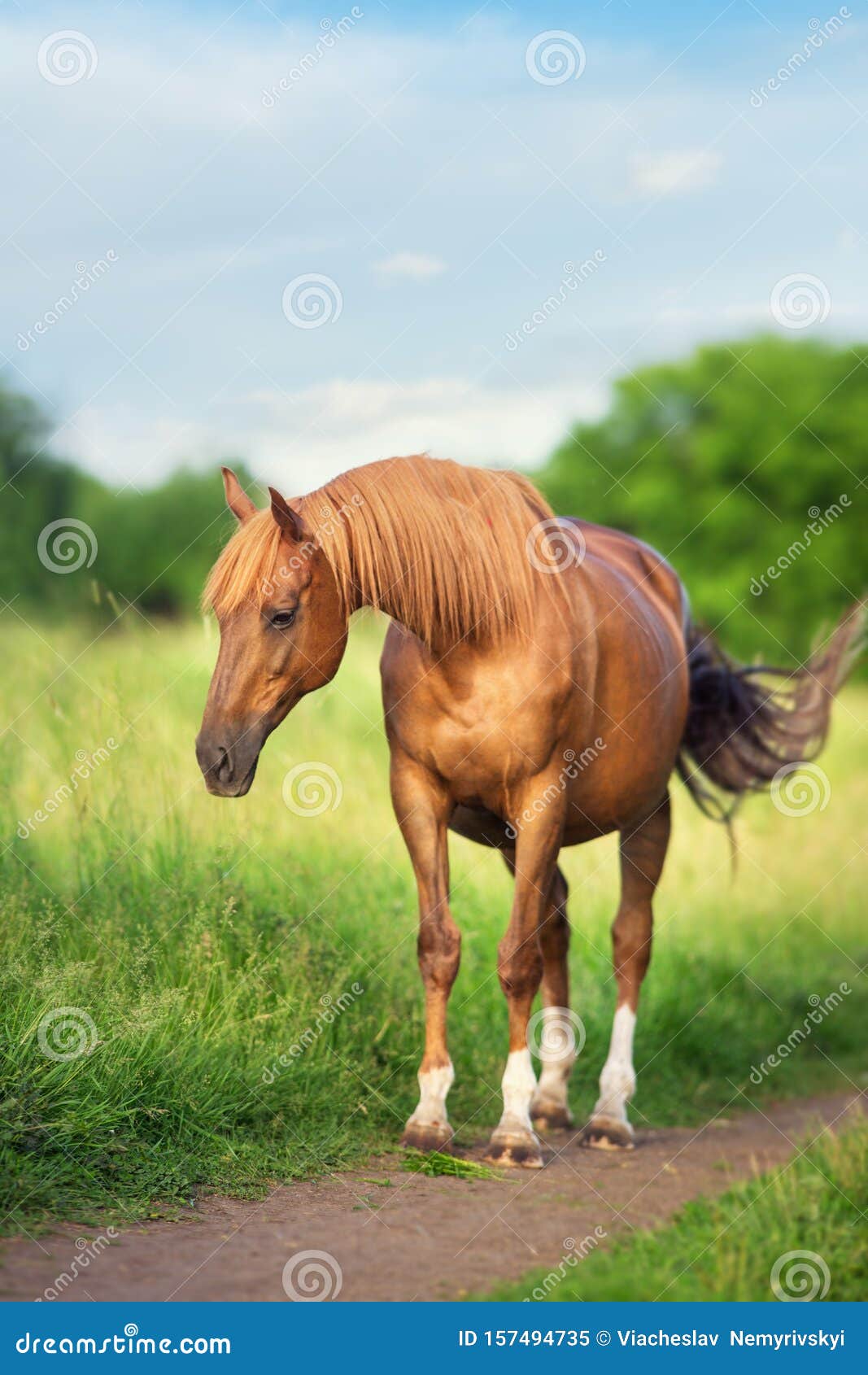 Red mare with long mane stock image. Image of brown - 157494735