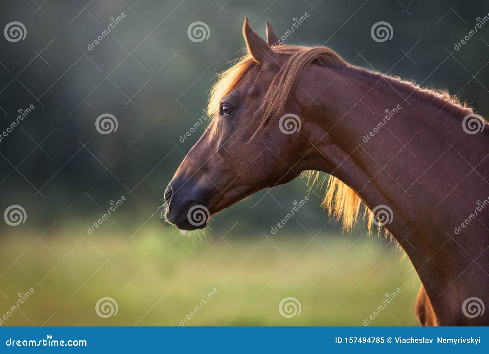 Red mare portrait stock image. Image of motion, galloping - 157494785