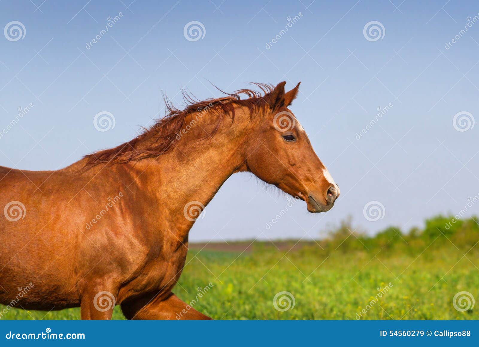 Red mare run stock image. Image of equine, stallion, breed - 54560279