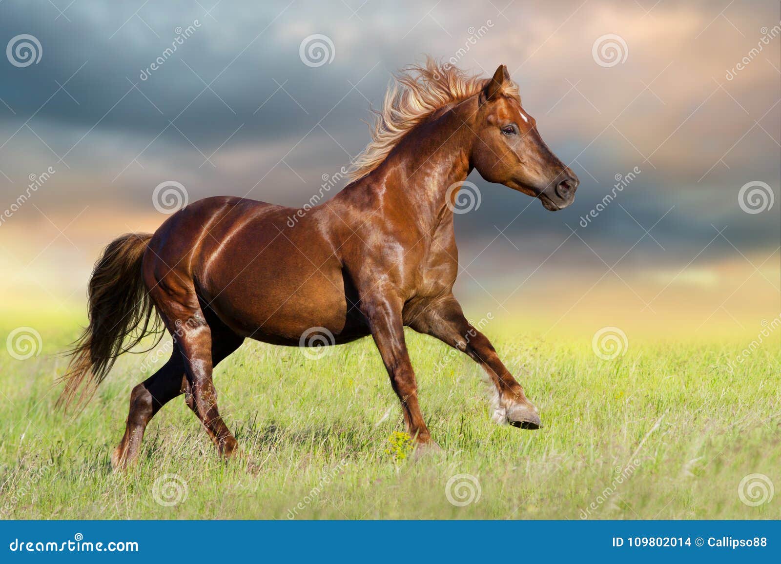 Red mare run stock photo. Image of outside, motion, horse - 109802014