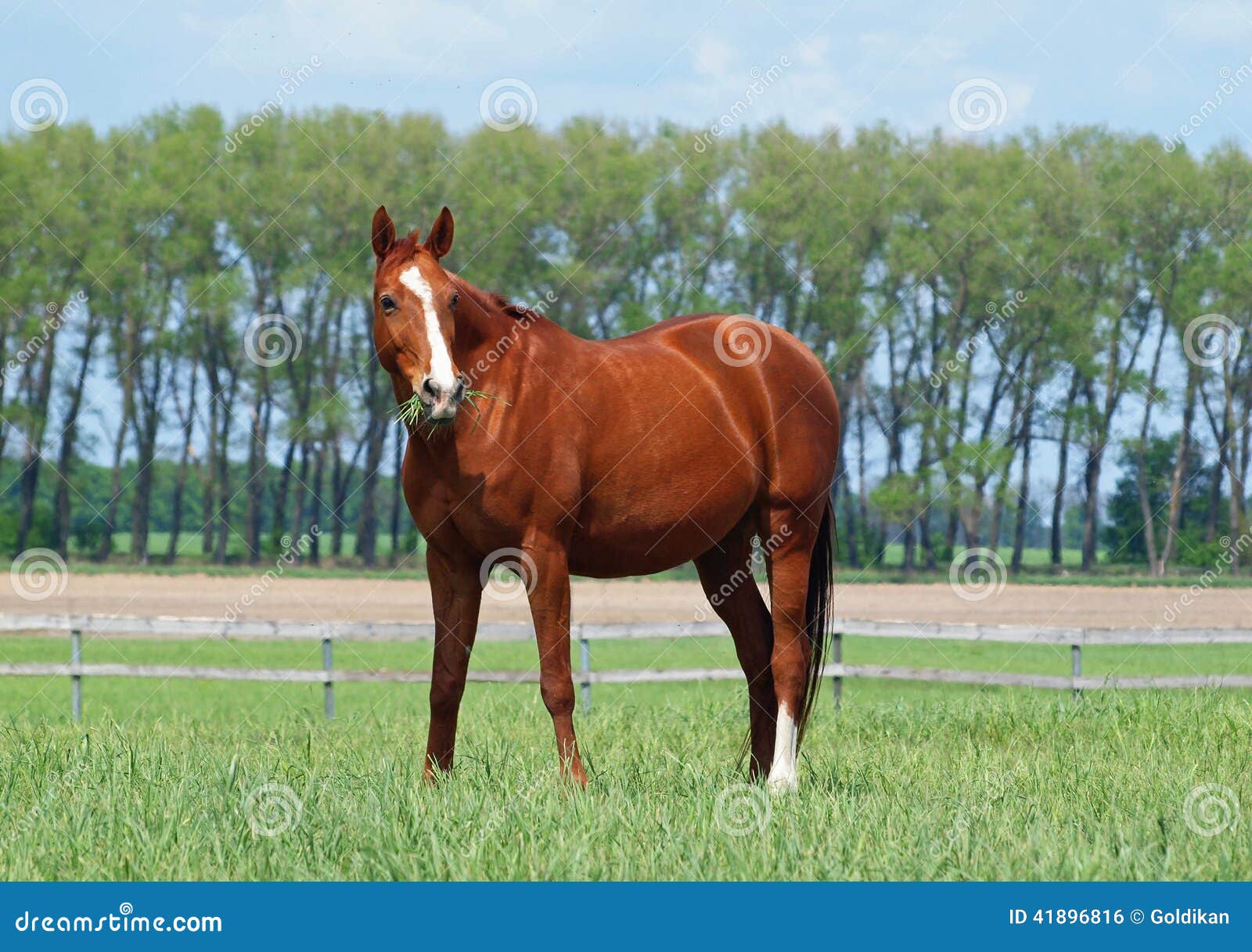 Red mare on summer meadow stock photo. Image of agriculture - 41896816