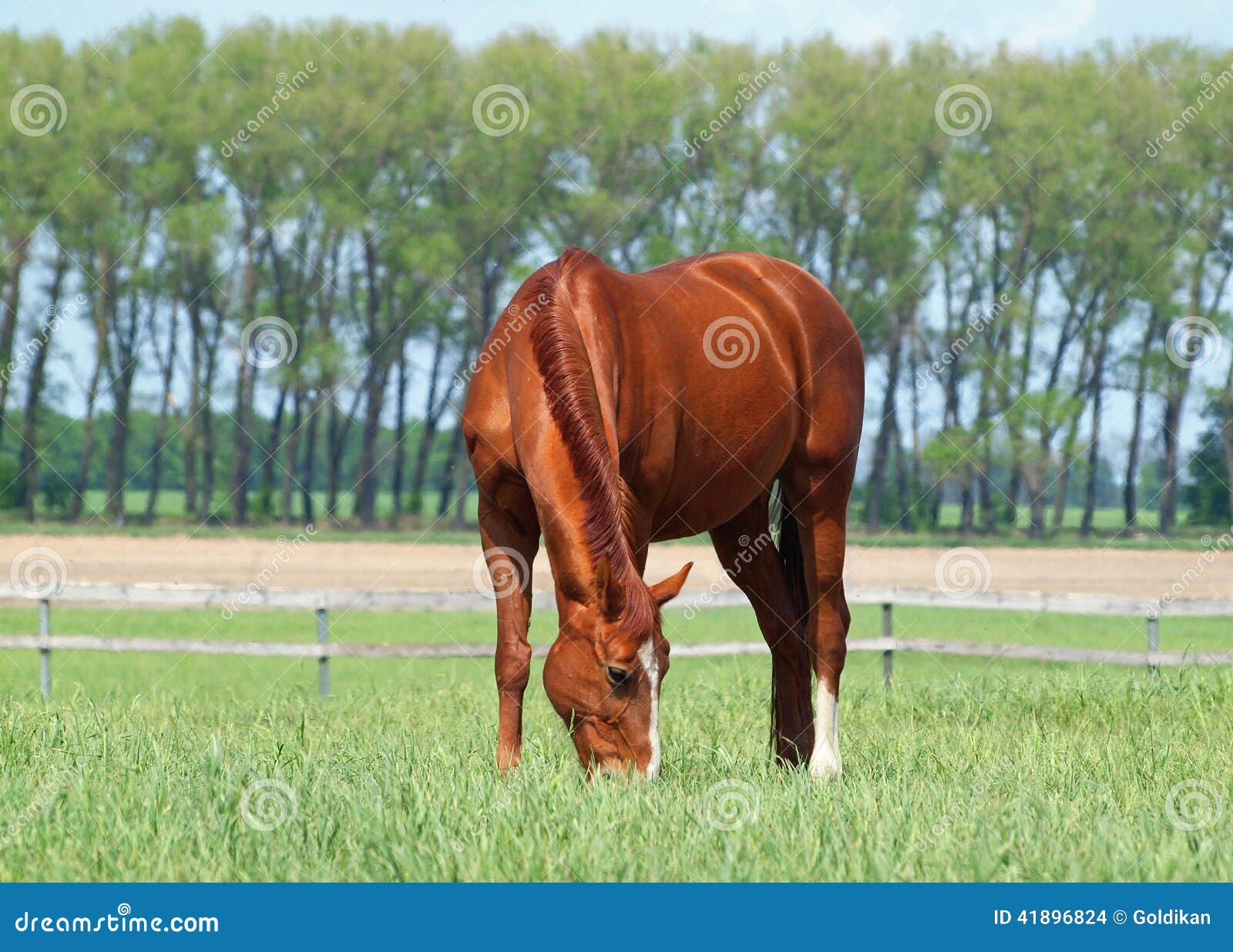 Red mare on summer meadow stock photo. Image of horse - 41896824