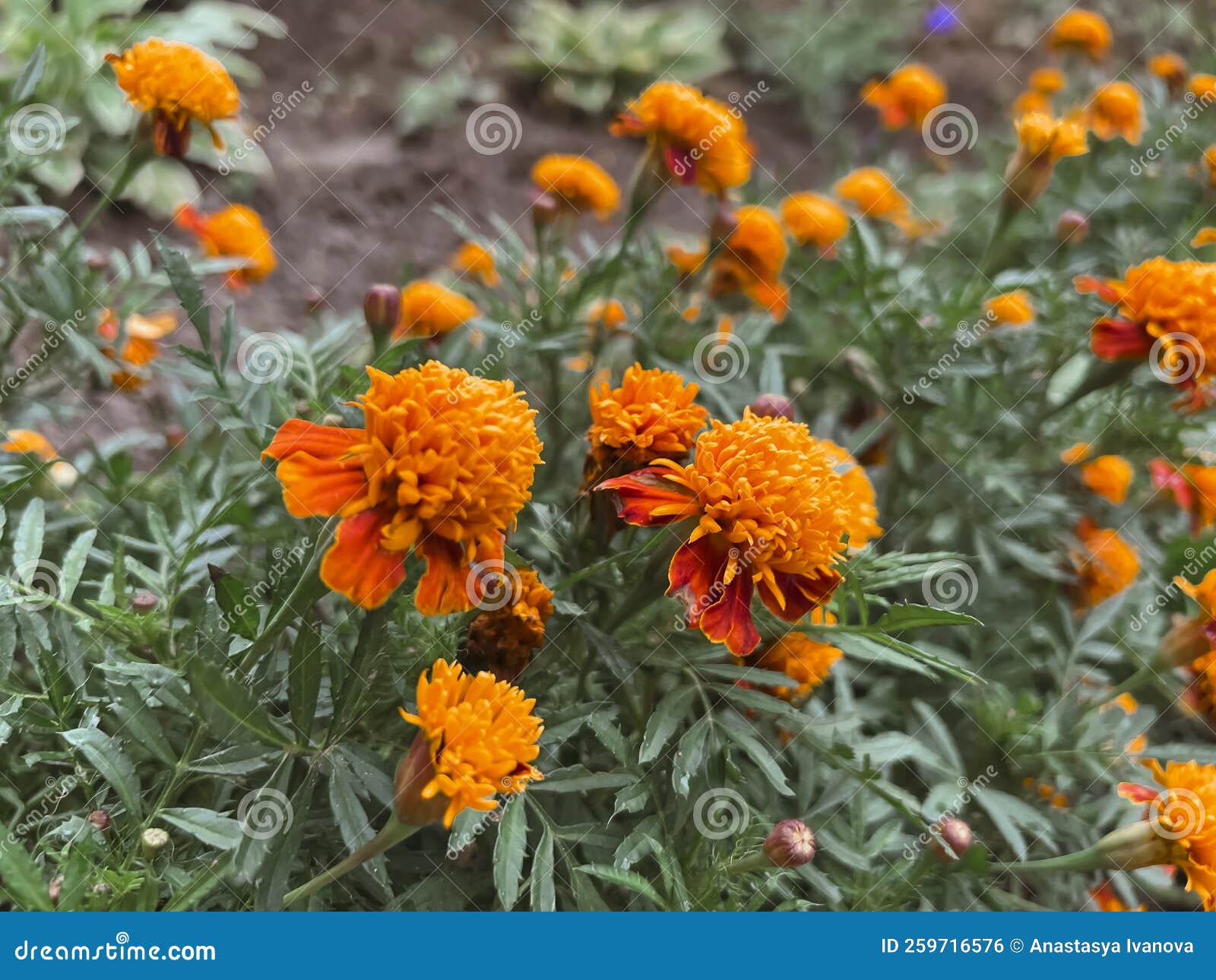 Red Marigold Flowers Bloom in the Garden Stock Photo - Image of ...