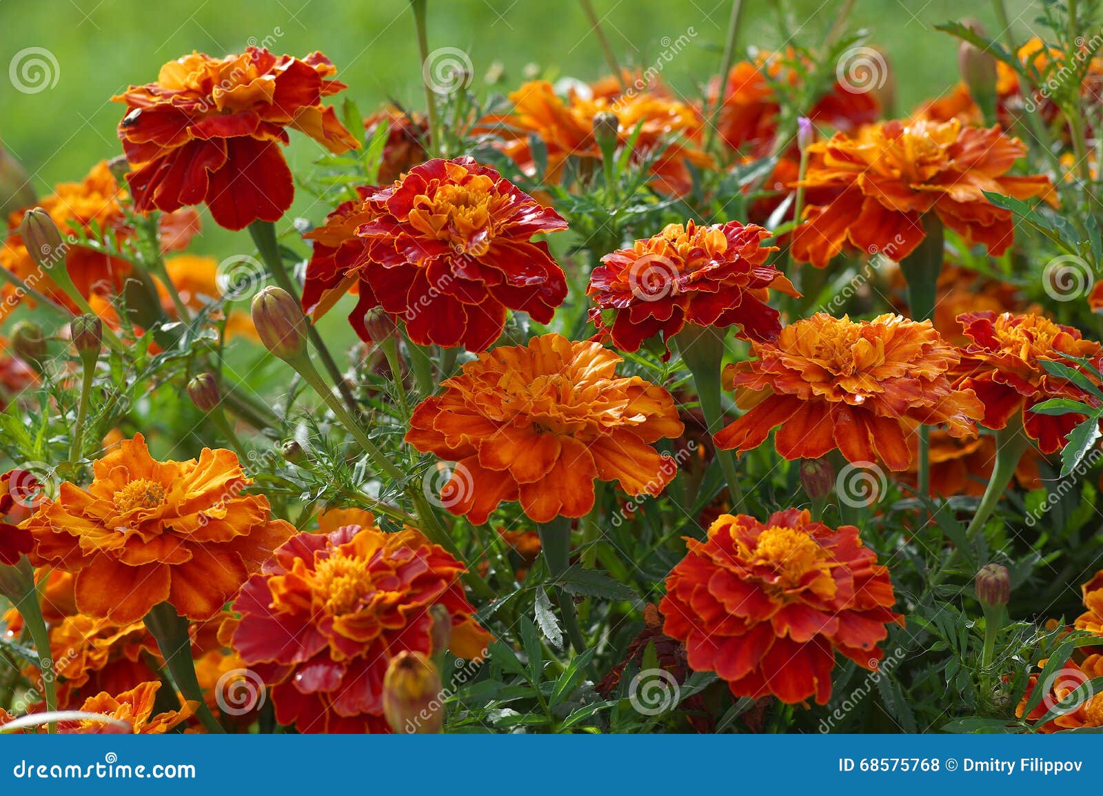 Red marigold stock photo. Image of marigold, garden, flower - 68575768