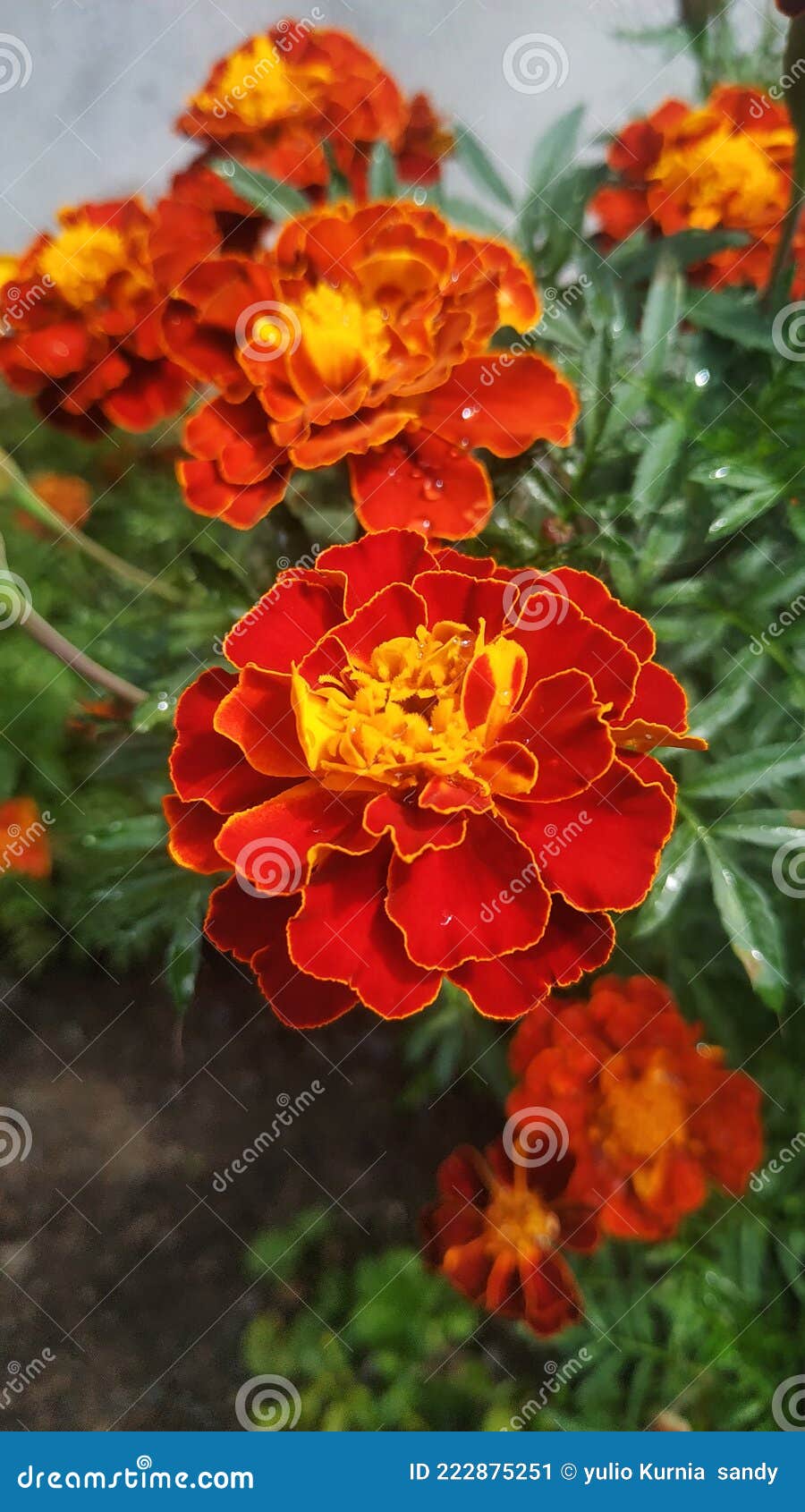 Red marigolds flower stock image. Image of blossom, leaf - 222875251