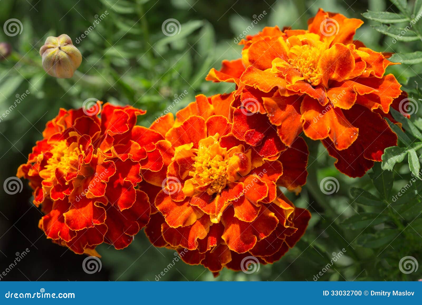 Red marigolds stock photo. Image of green, closeup, flowers - 33032700
