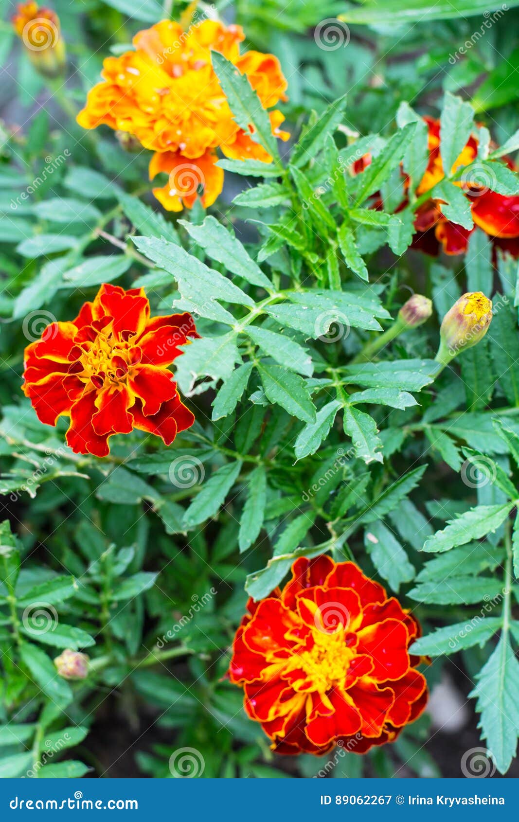 Red Marigolds with Green Leaves Stock Image - Image of floral, grow ...