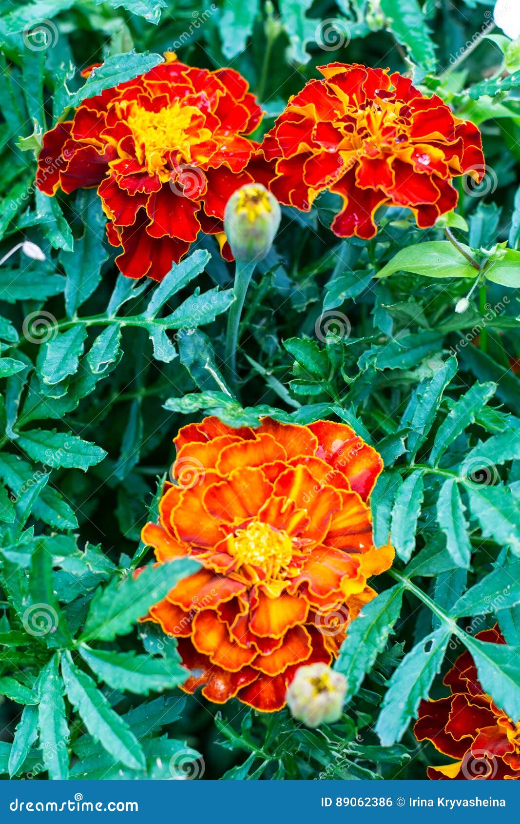 Red Marigolds with Green Leaves Stock Photo - Image of annual, flowers ...