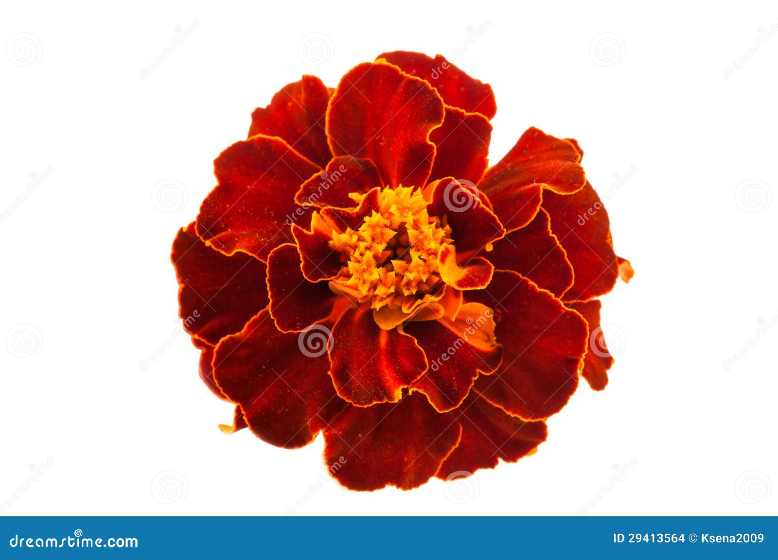 Red marigolds isolated stock photo. Image of flower, cheerful - 29413564