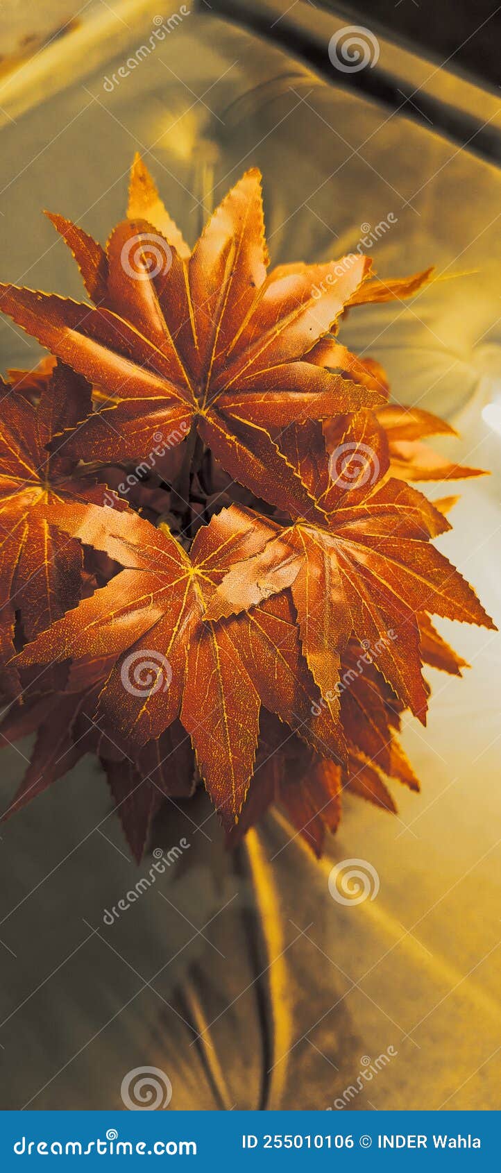 Red Marijuana Leaves, Small Leaves 2022 Stock Photo - Image of small ...