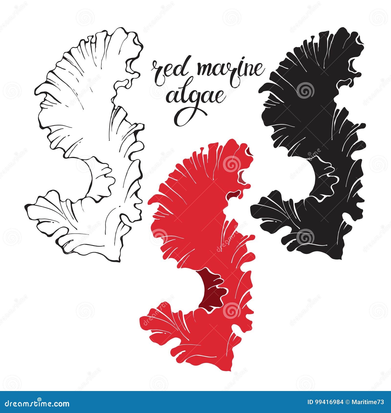 Red Marine Algae. Vector Illustration on White Background. Isolated ...