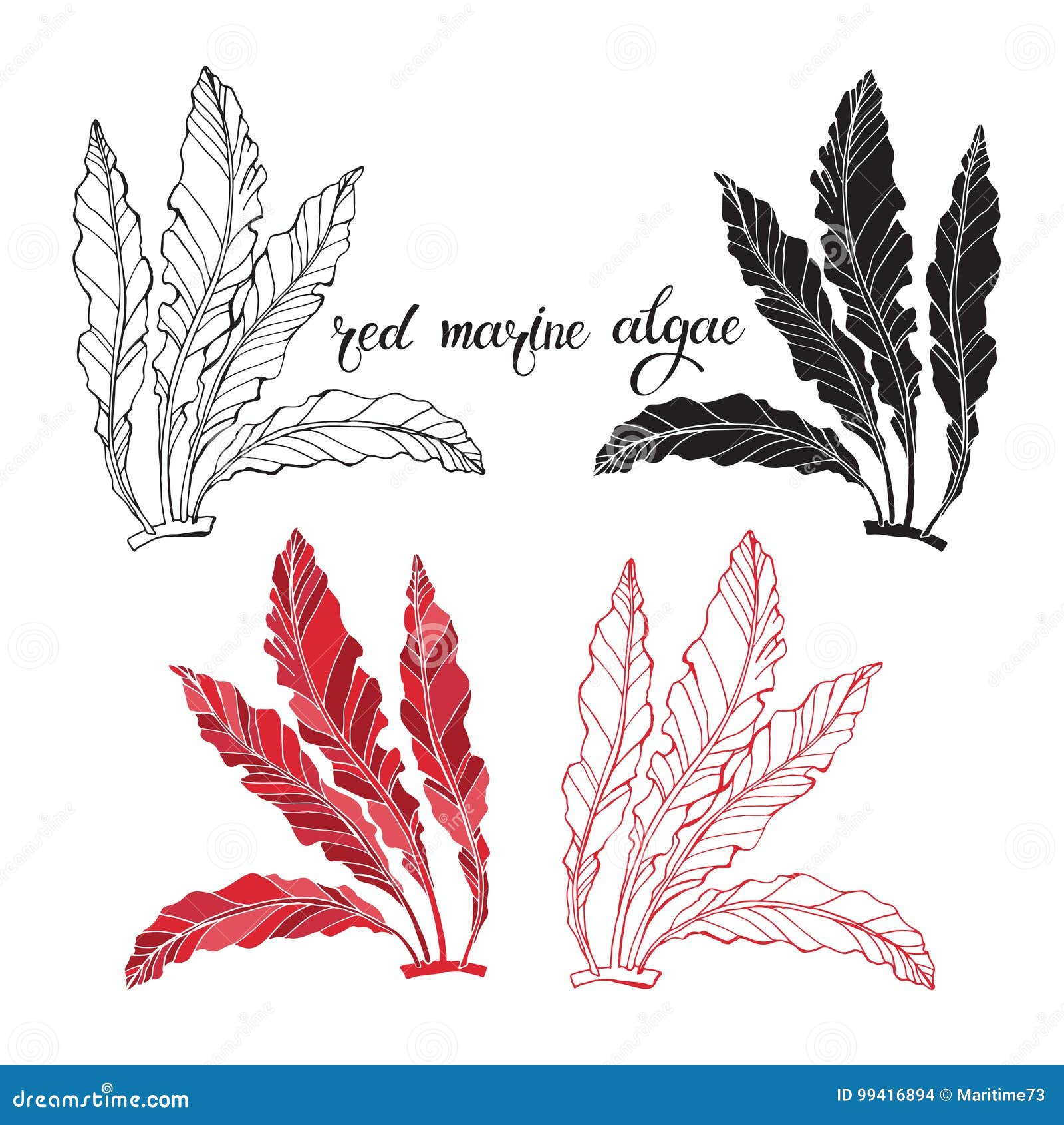Red Marine Algae. Vector Illustration on White Background. Isolated ...