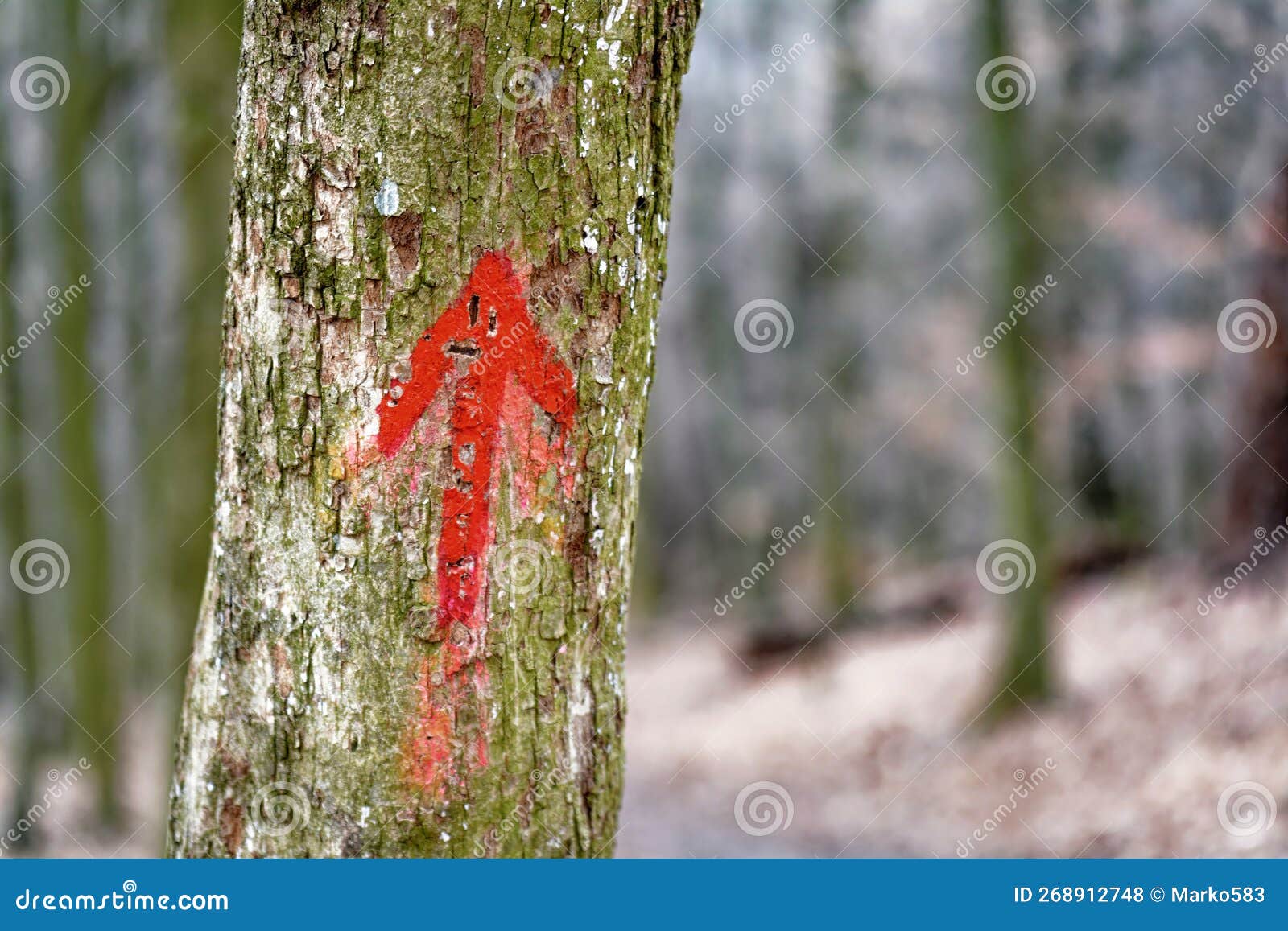 Red Mark, Arrow on Tree Bark in Forest Stock Photo - Image of felling ...