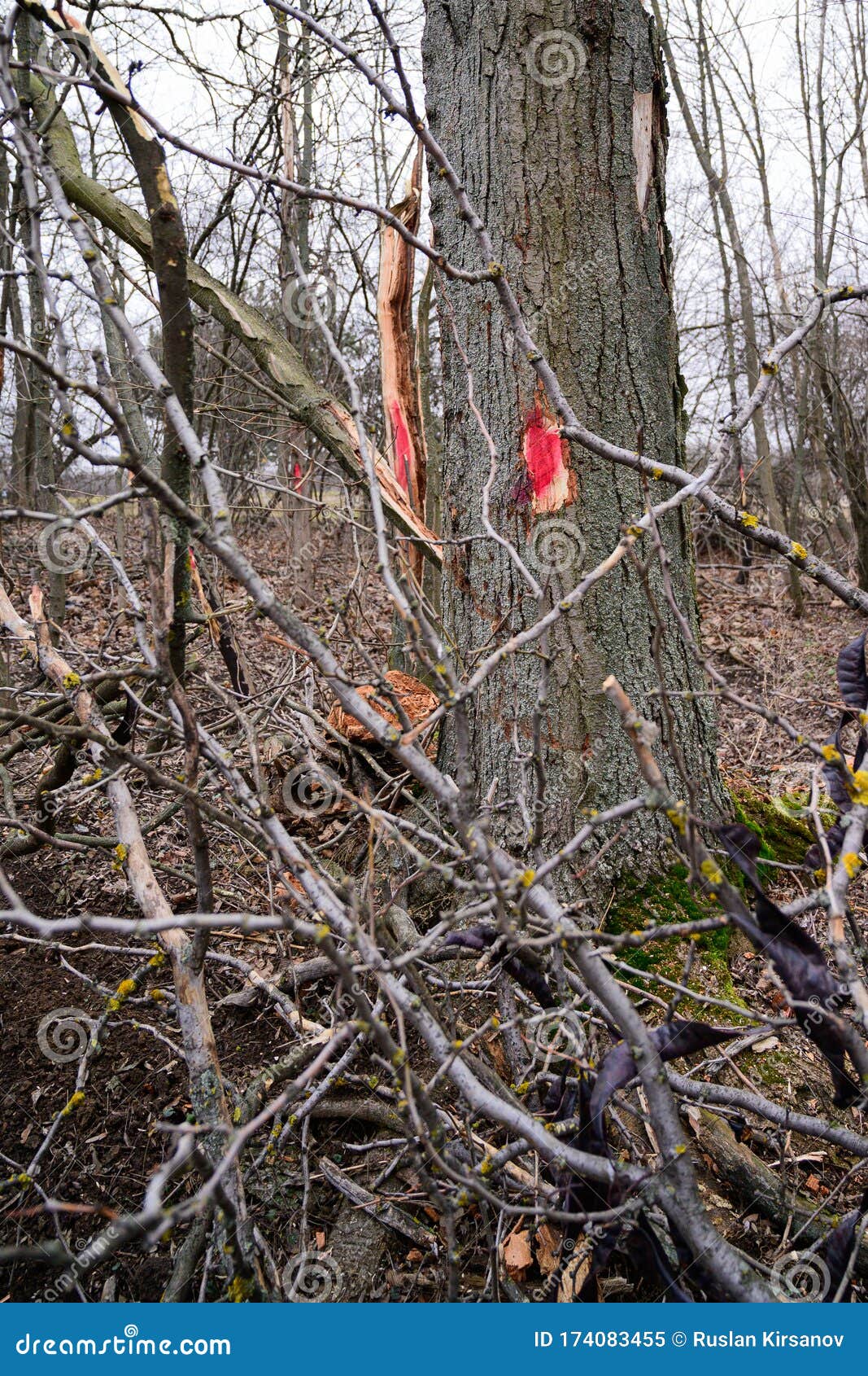 Red mark on the tree stock image. Image of leaf, cutting - 174083455