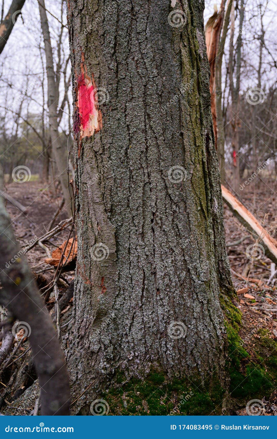 Red mark on the tree stock image. Image of sawing, autumn - 174083495