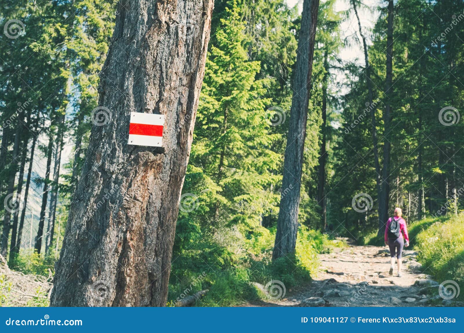 Red Marked Hiking Trail stock image. Image of pine, hiker - 109041127
