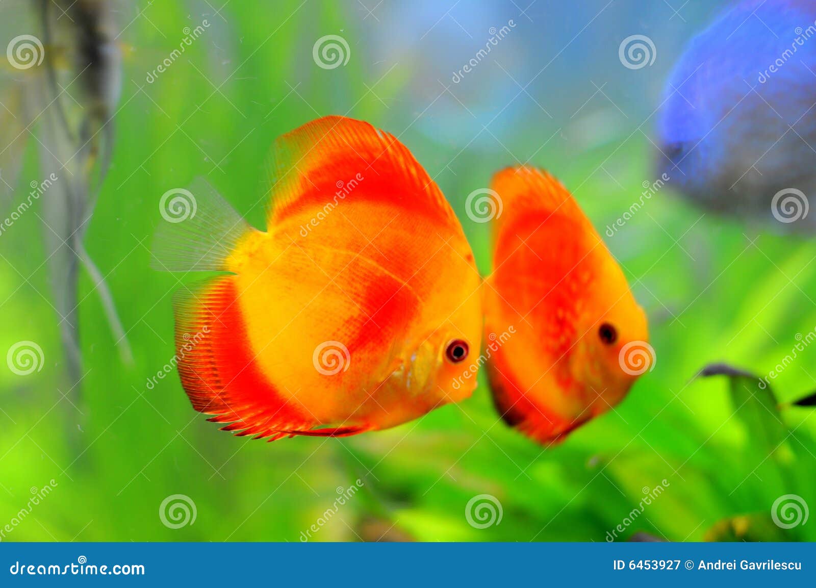 Red Marlboro discus stock image. Image of gills, colorful - 6453927