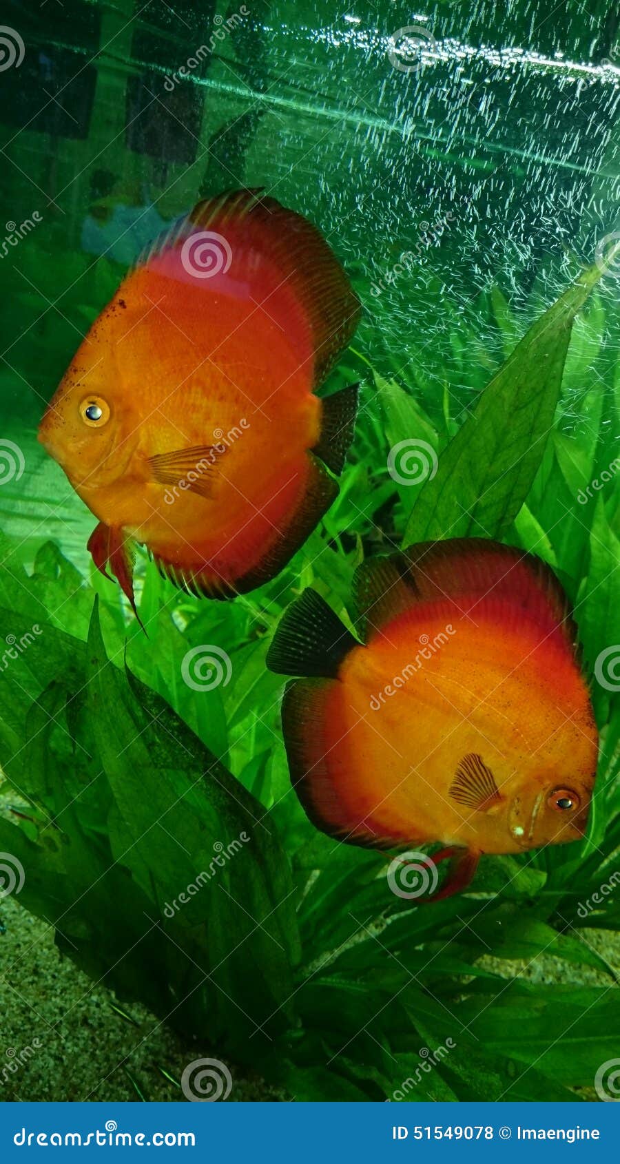 Red Marlboro Discus Fish Pair Stock Photo - Image of natural, fresh ...
