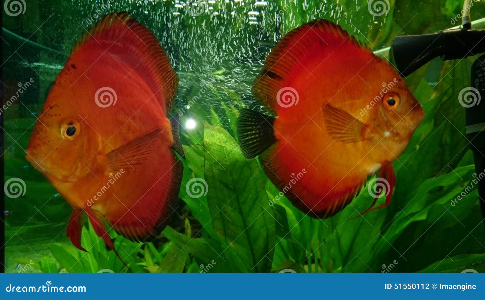 Red Marlboro Discus Fish Pair Stock Photo - Image of species, amazonian ...