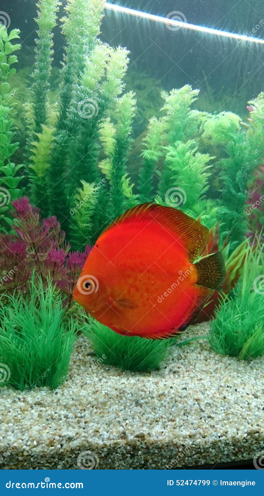 Red Marlboro discus fish stock image. Image of planted - 52474799