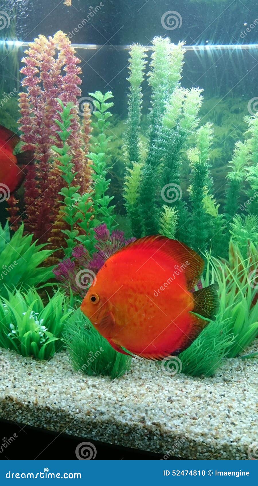 Red Marlboro discus fish stock photo. Image of plant - 52474810