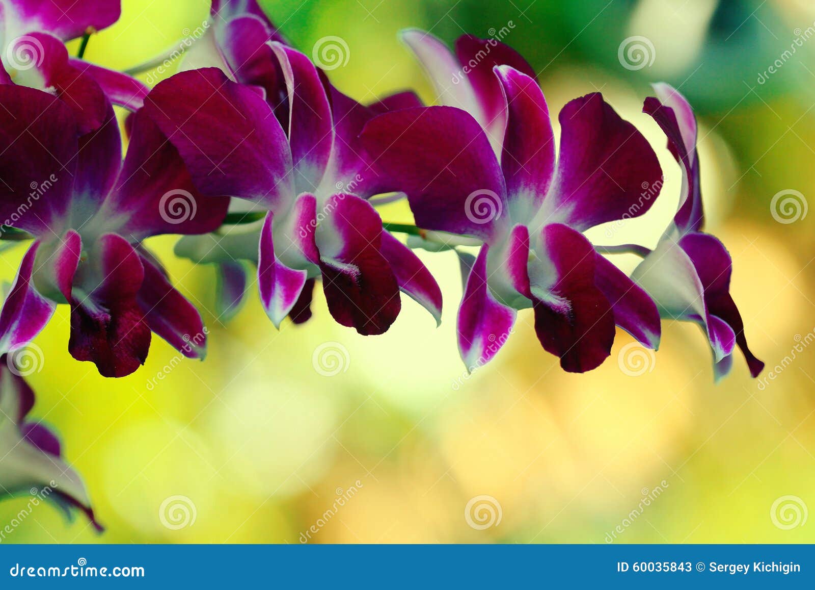 Red maroon flowers orchid stock image. Image of defocused - 60035843