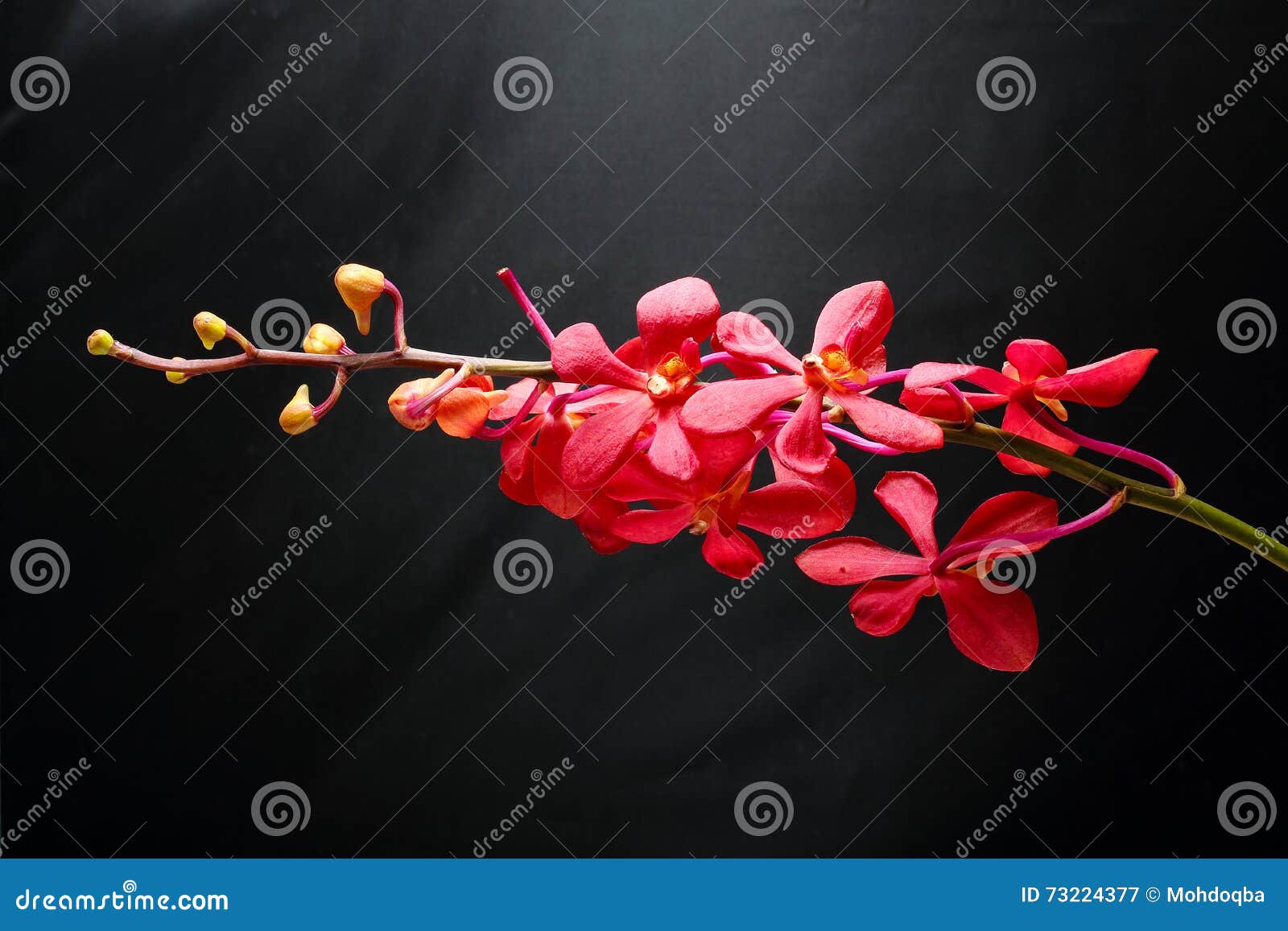 Red Maroon Orchid Flower stock image. Image of green - 73224377