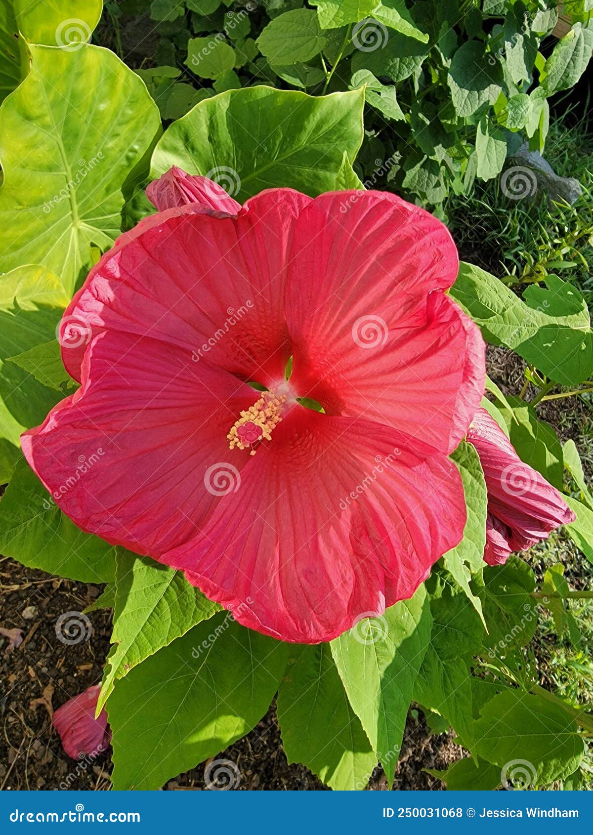 Red marrow flower stock photo. Image of petal, leaf - 250031068
