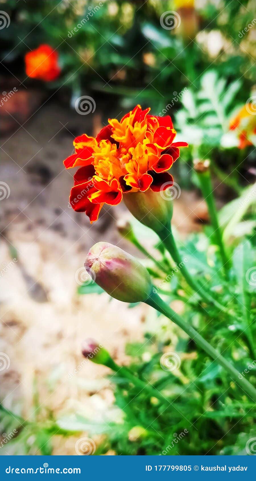 Red marry gold flower stock image. Image of green, small - 177799805