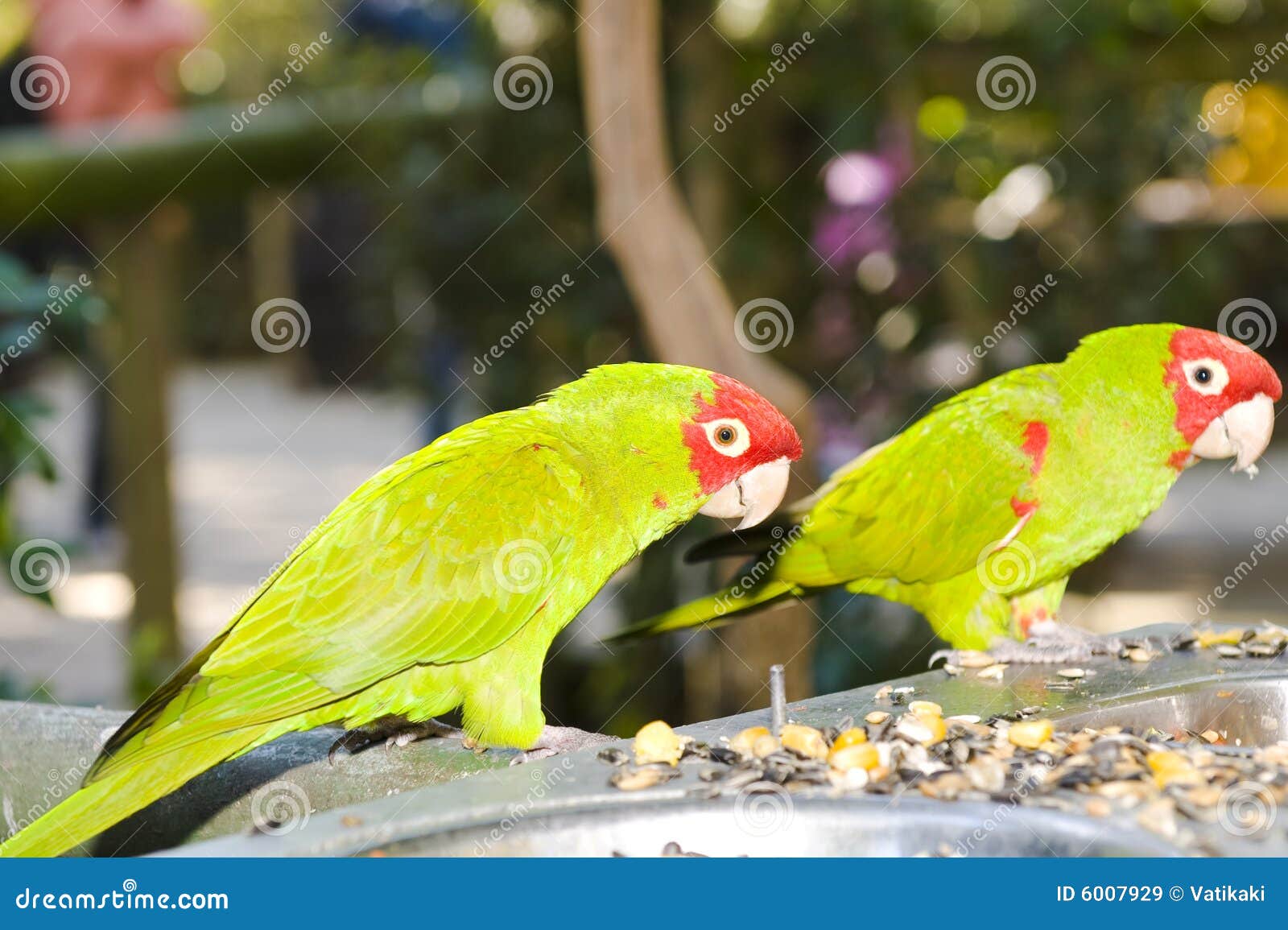 Red-masked Conure stock image. Image of color, jungle - 6007929