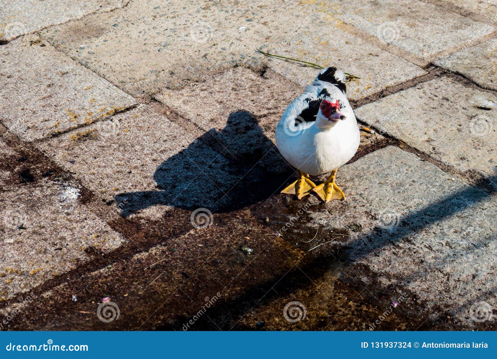 Red Masked Duck at Cagliari Harbor Stock Photo - Image of wildlife ...