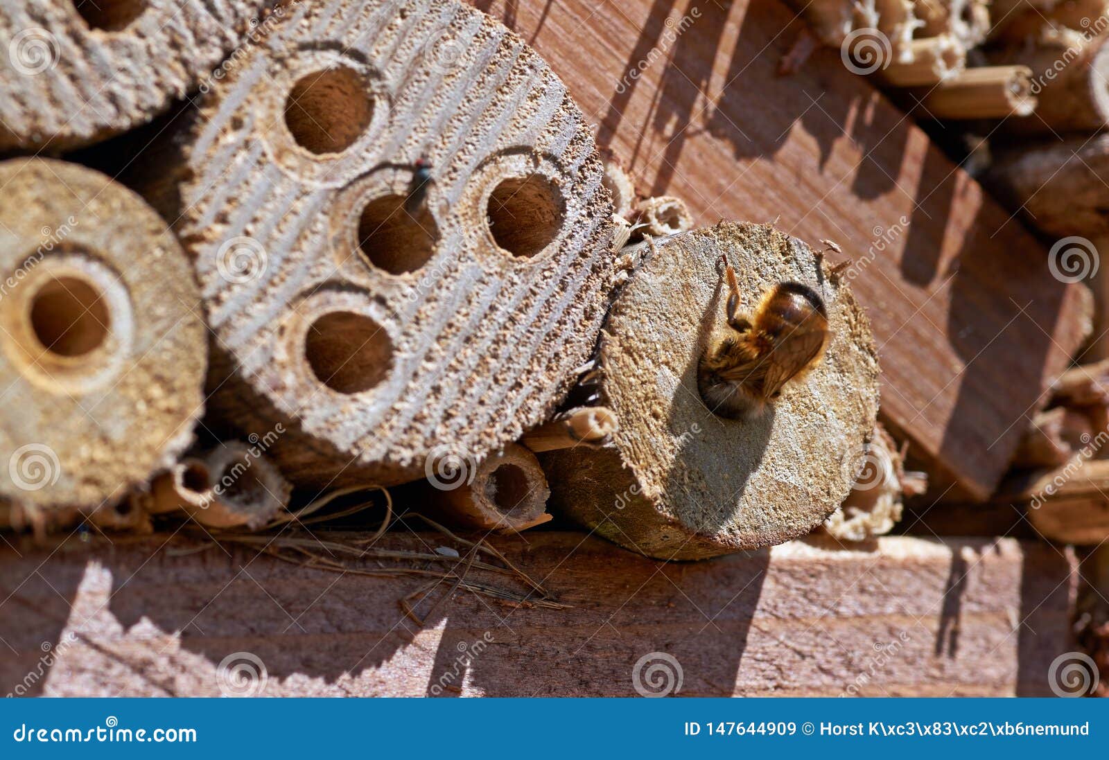 Red Mason Bee Inspecting a Potential Nesting Site Stock Image - Image ...