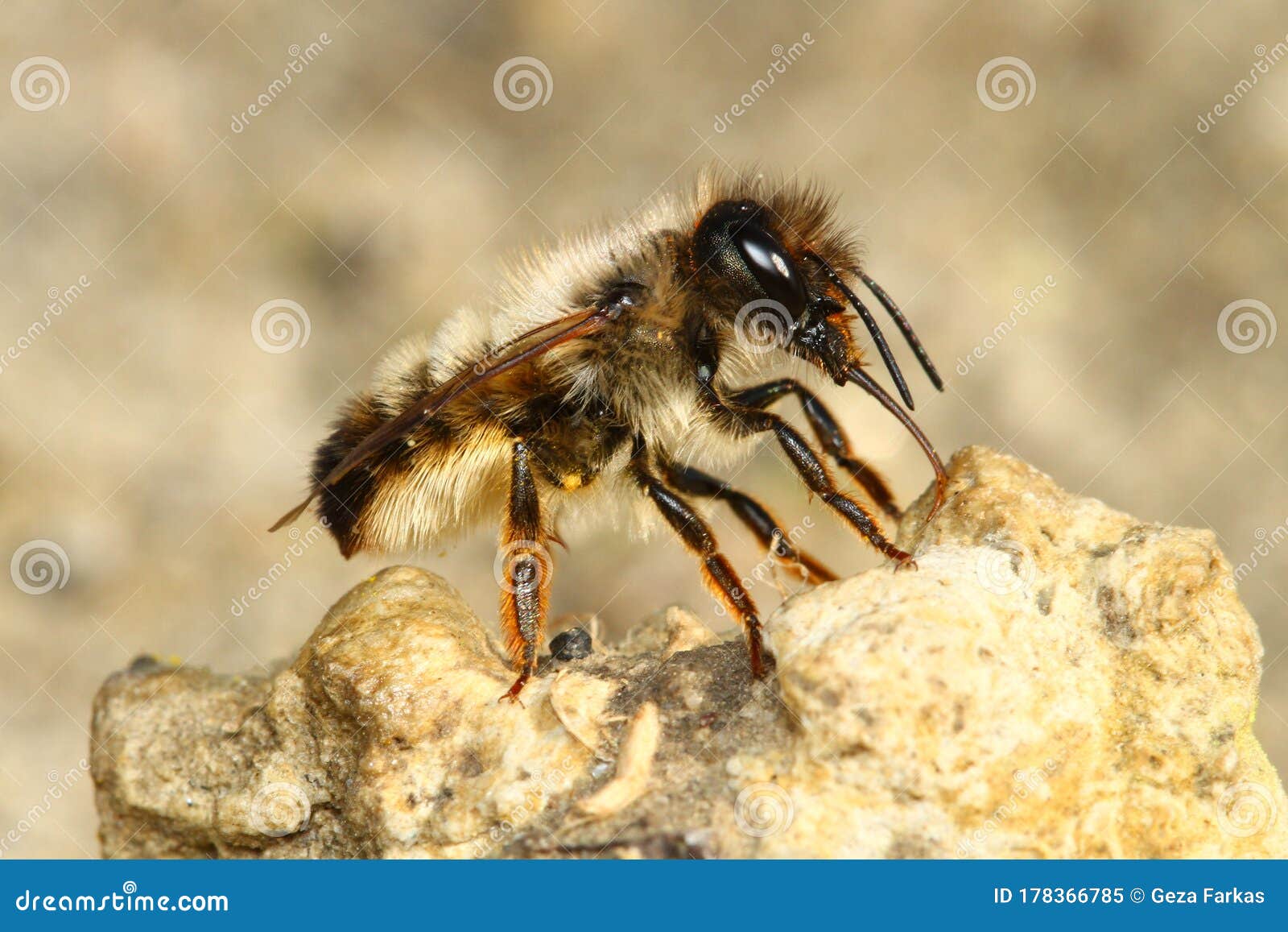 Red Mason Bee, Osmia Bicornis, Pollinator on the Soil Stock Image ...