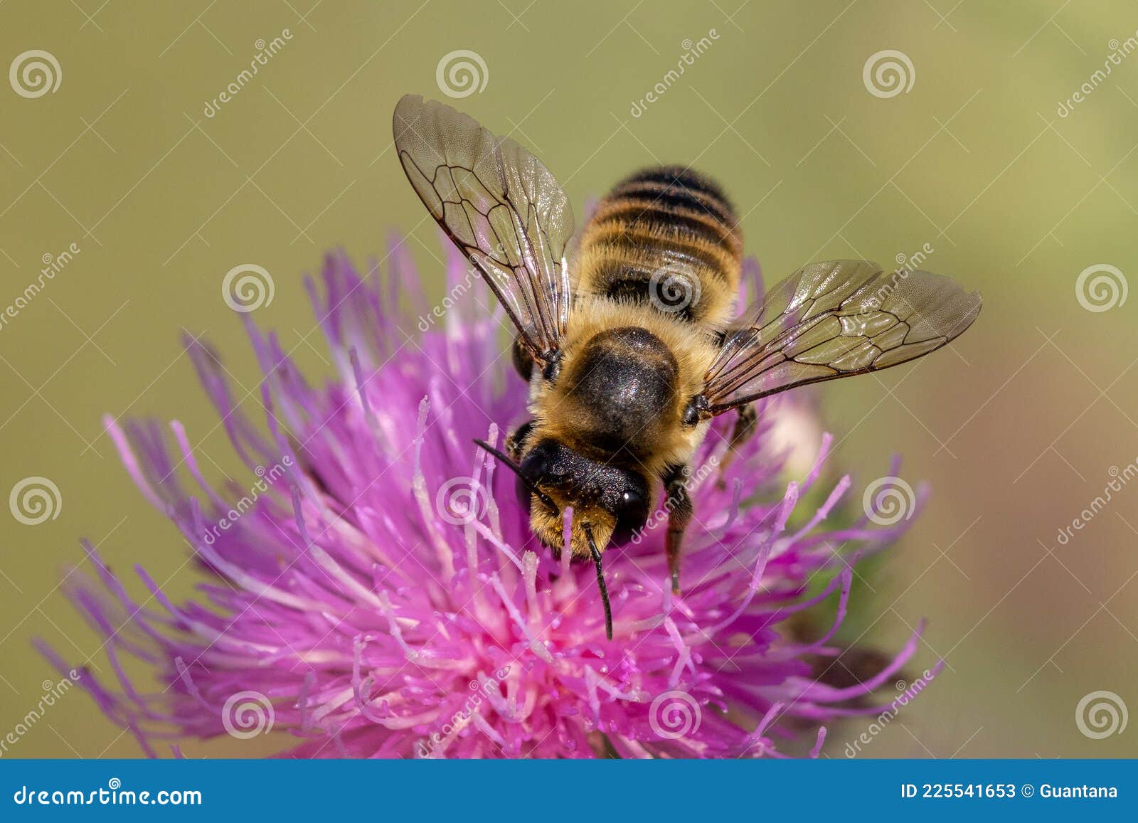 Red mason bee Osmia rufa stock image. Image of beekeeper - 225541653