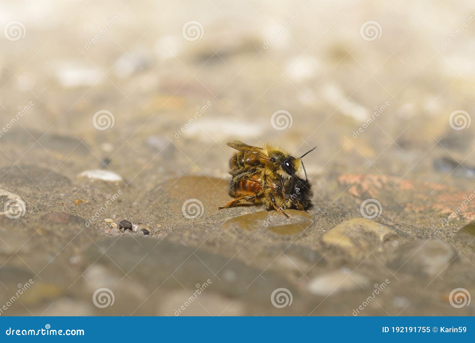 Red mason bees mating stock image. Image of animals - 192191755 Red mason bees mating stock image. Image of animals - 192191755