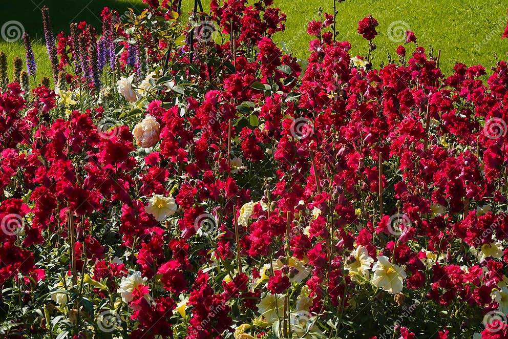 Red mattiola in the garden stock image. Image of garden - 255472741