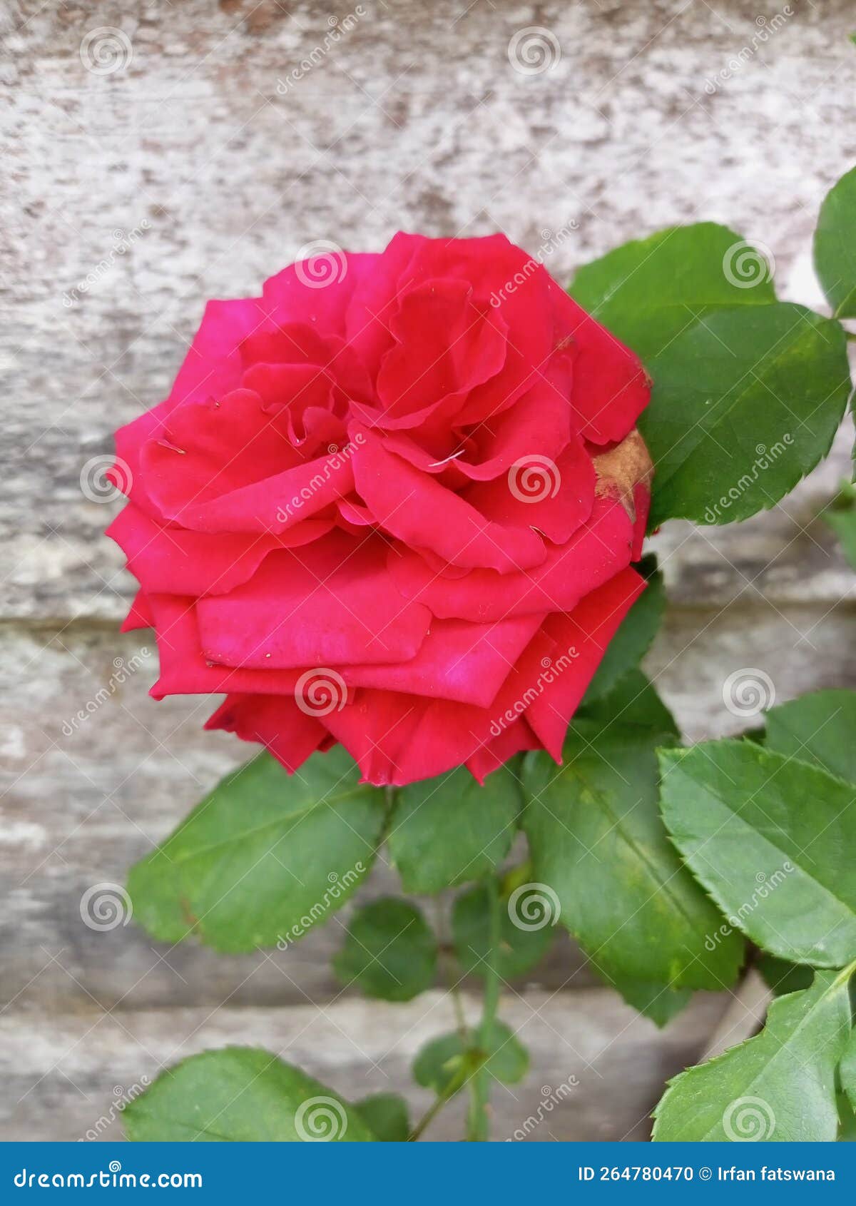 Mawar stock photo. Image of heart, beuty, flower, mawar - 264780470