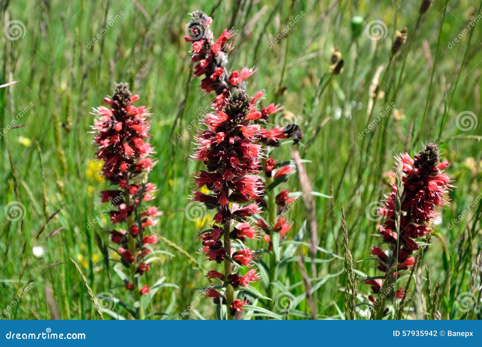 Red meadow flowers stock photo. Image of season, herb - 57935942